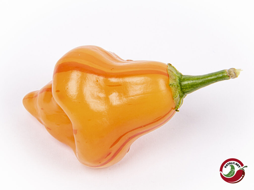 Tangerine Tiger F4 – Fatalii Seeds