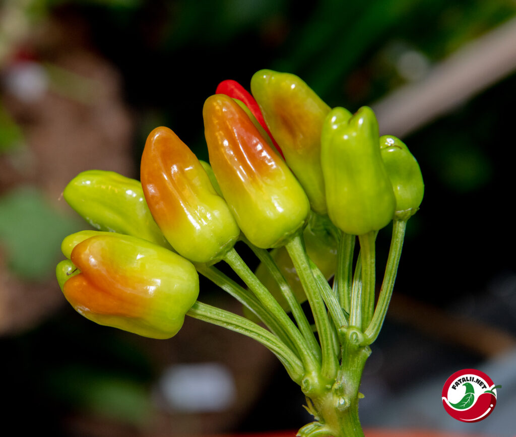 Turkish Flower Pepper – Fatalii Seeds