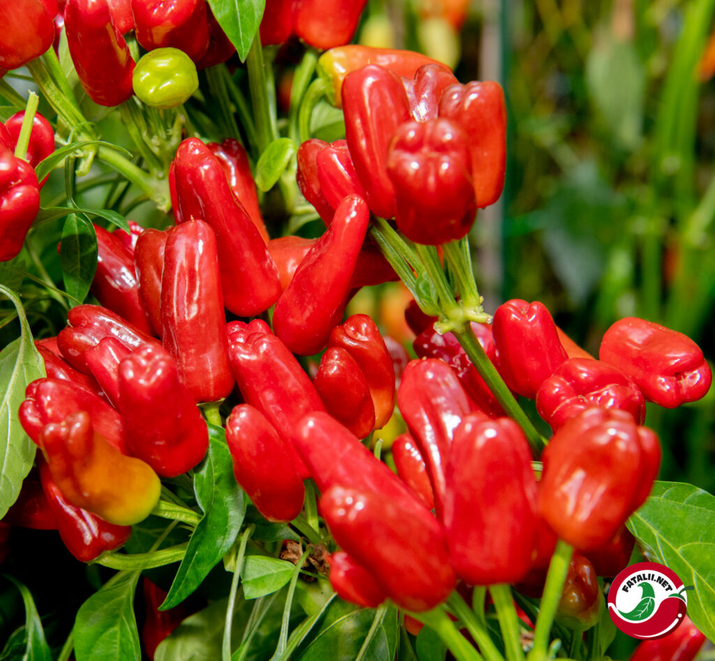 Turkish Flower Pepper – Fatalii Seeds