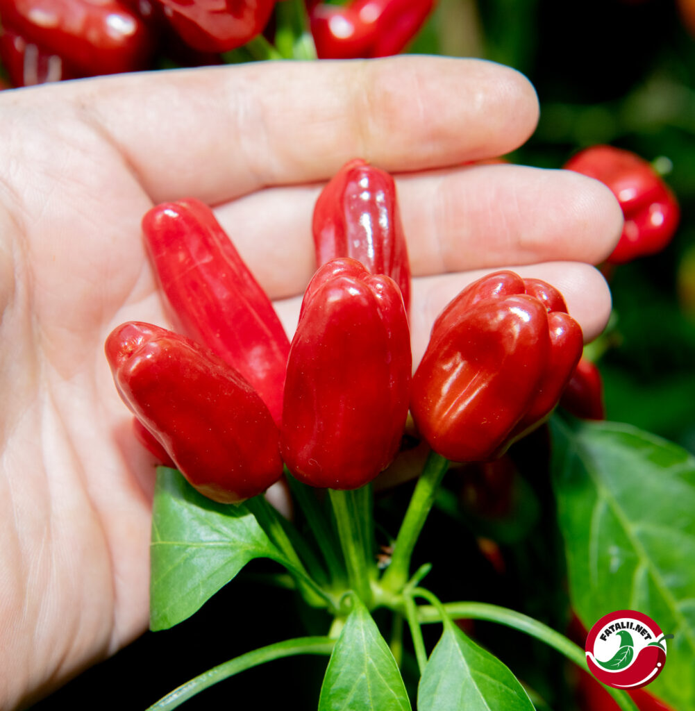 Turkish Flower Pepper – Fatalii Seeds