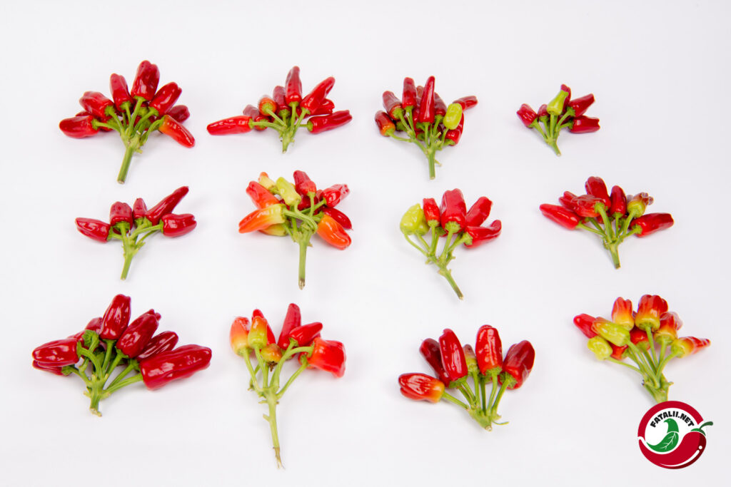 Turkish Flower Pepper – Fatalii Seeds