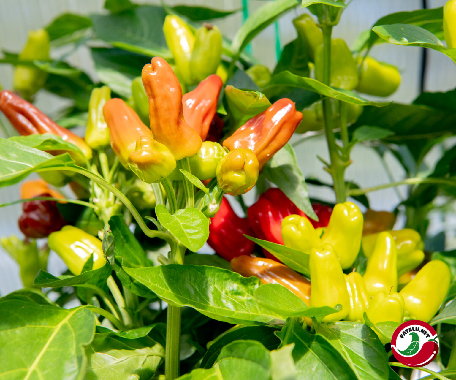 Turkish Flower Pepper – Fatalii Seeds