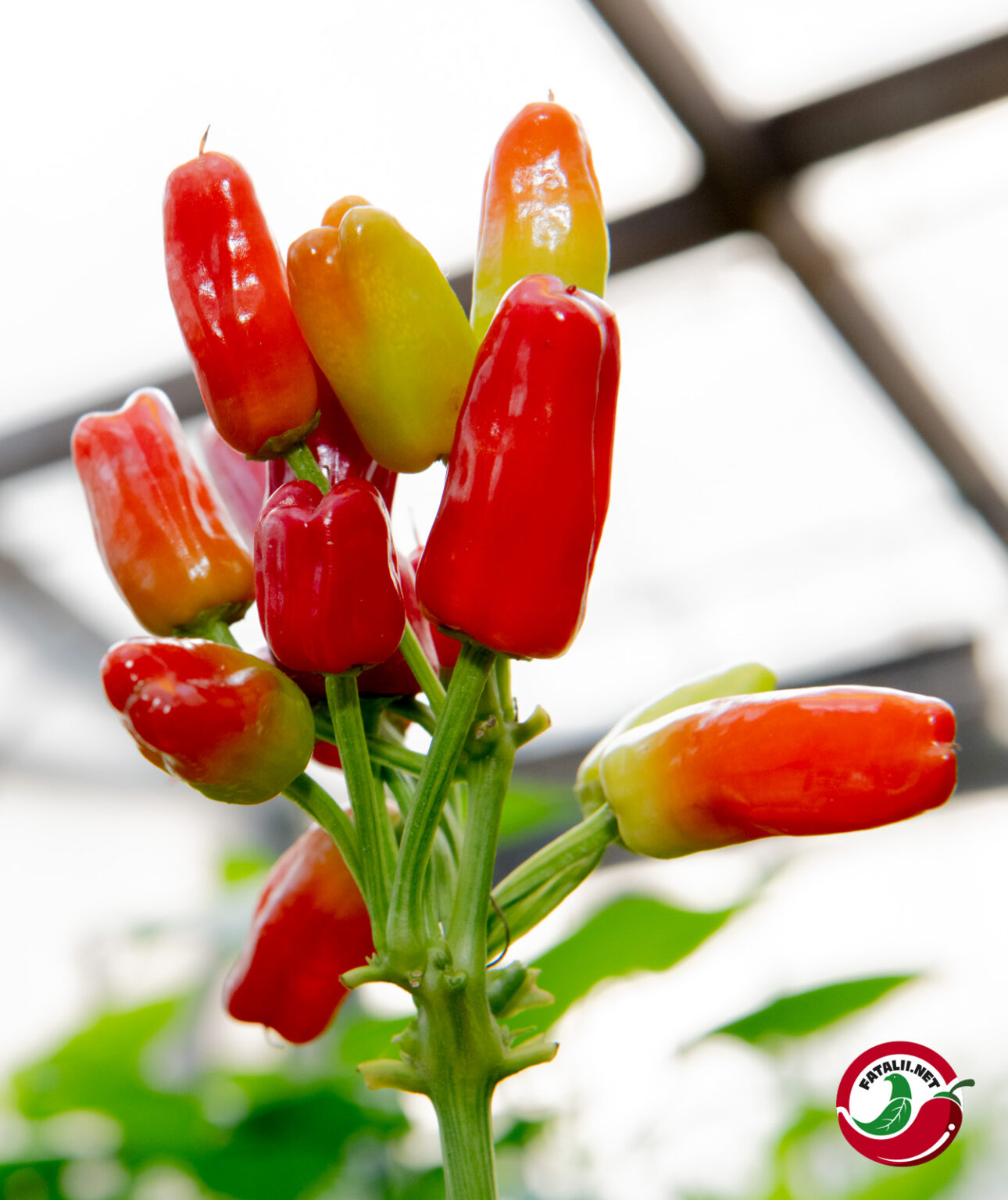 Turkish Flower Pepper – Fatalii Seeds