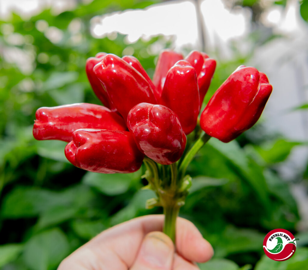 Turkish Flower Pepper – Fatalii Seeds