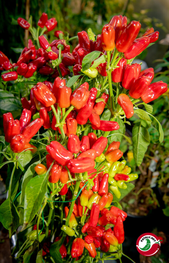 Turkish Flower Pepper – Fatalii Seeds
