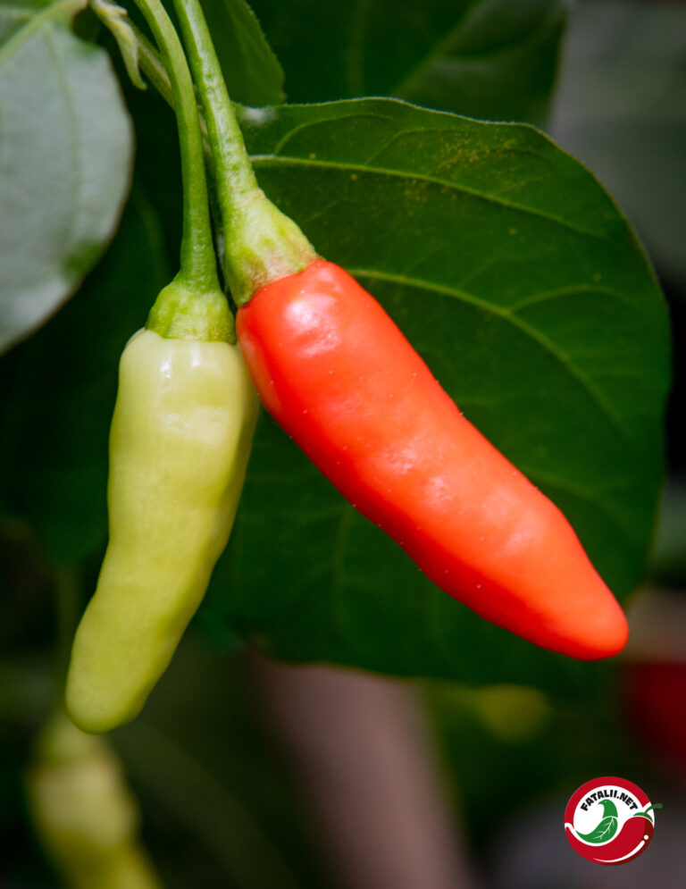 Tricolor – Fatalii Seeds