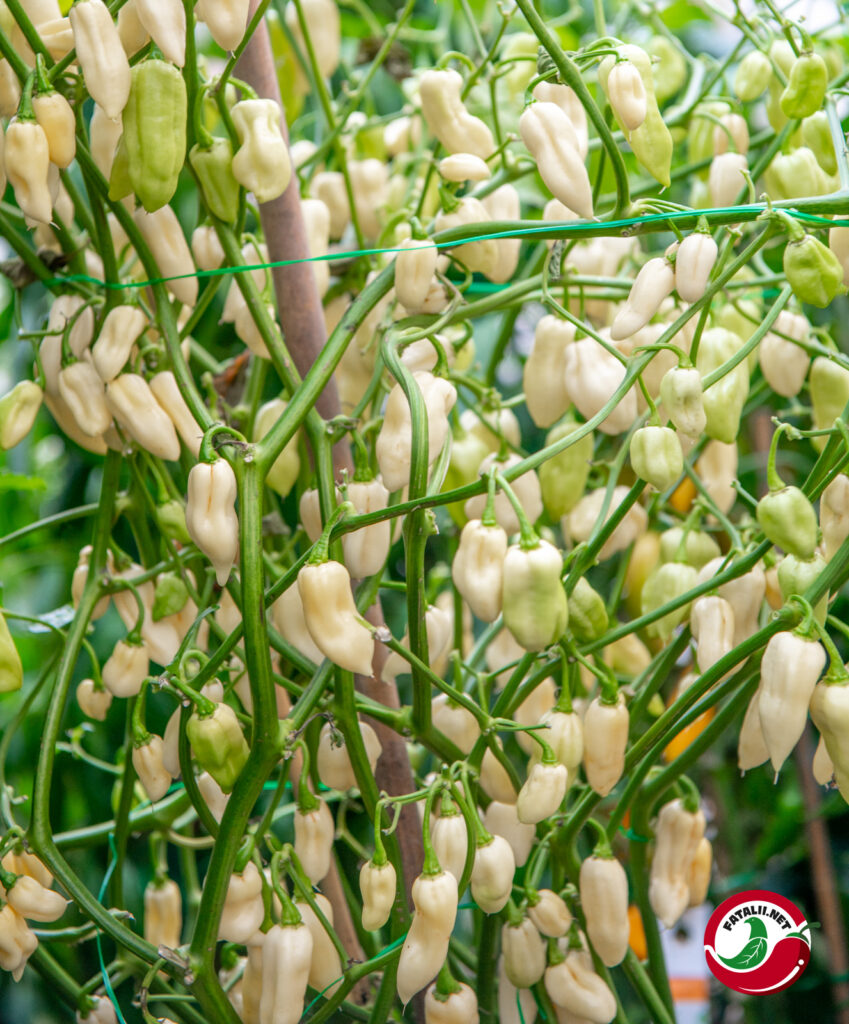 White Fatalii – Fatalii Seeds