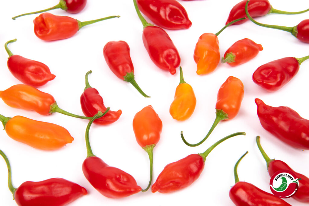 Aji Flor Morado – Fatalii Seeds