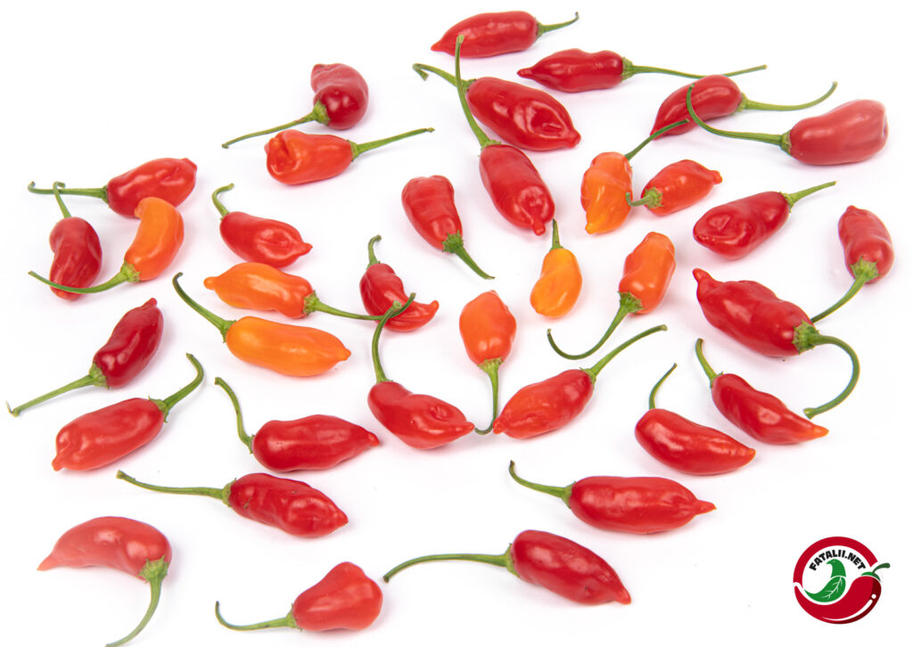Aji Flor Morado – Fatalii Seeds