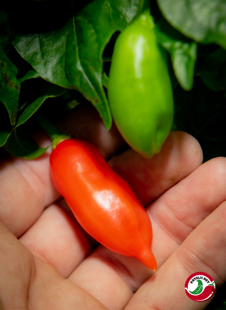 Aji Flor Morado – Fatalii Seeds