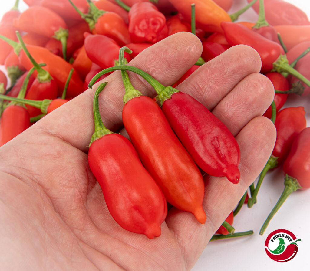 Aji Flor Morado – Fatalii Seeds