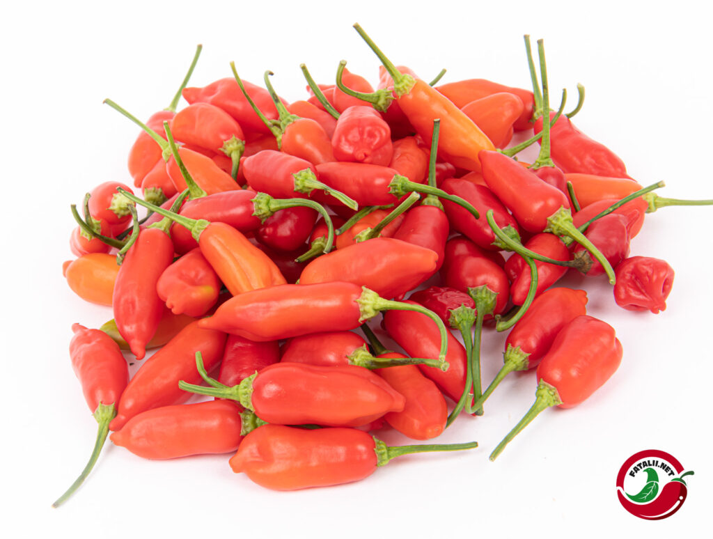Aji Flor Morado – Fatalii Seeds