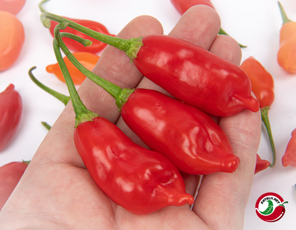 Aji Flor Morado – Fatalii Seeds