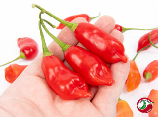 Aji Flor Morado – Fatalii Seeds