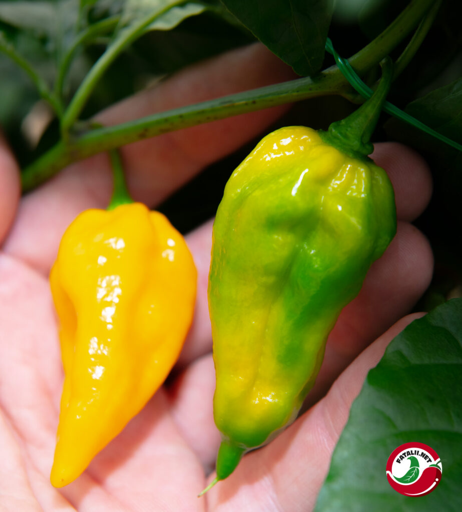 Fatalii – Fatalii Seeds