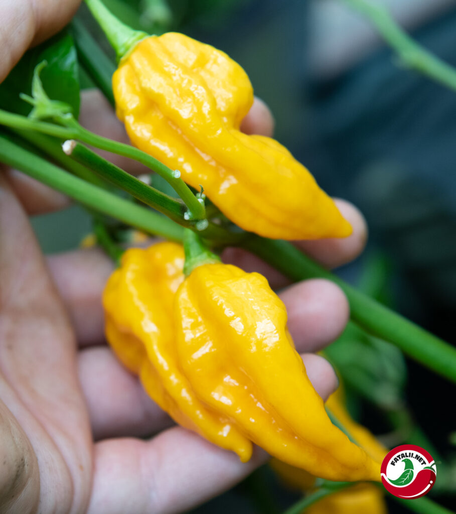Fatalii – Fatalii Seeds