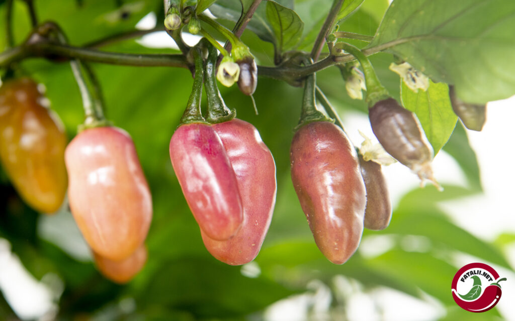 Fidalgo Roxa – Fatalii Seeds