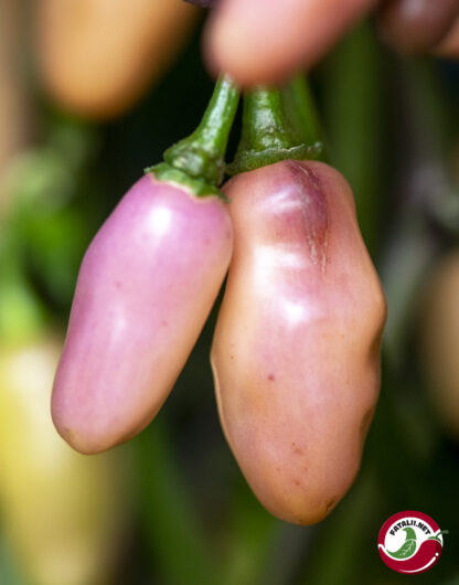 Fidalgo Roxa – Fatalii Seeds