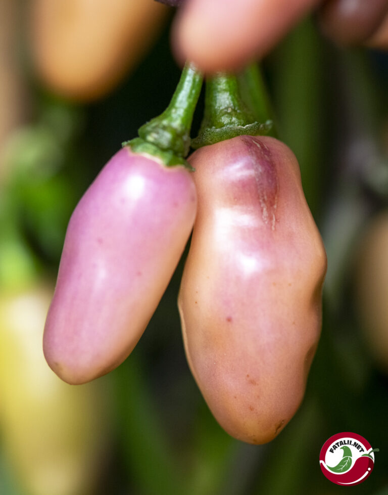 Fidalgo Roxa – Fatalii Seeds