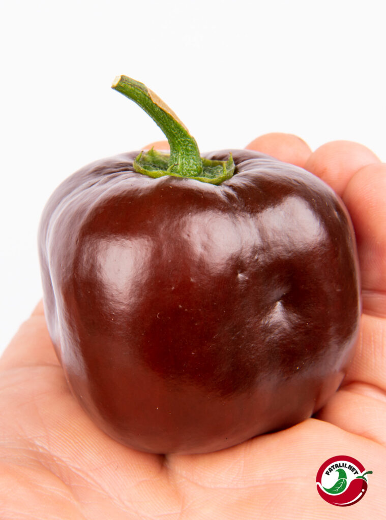 Savustettu Rocoto Premium Chilijauhe 4ml – Fatalii Seeds