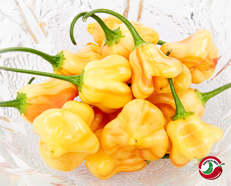 Aji Fantasy Stripey – Fatalii Seeds