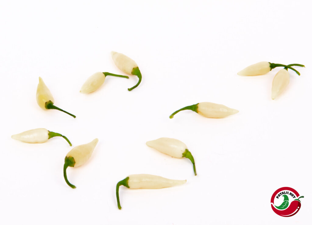 Stalagtite White – Fatalii Seeds