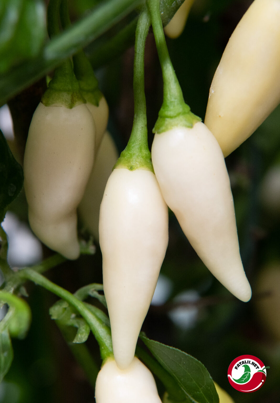Chili Seeds – Fatalii Seeds