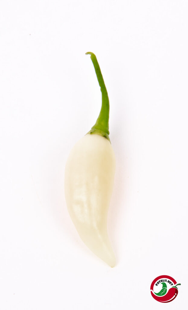 Stalagtite White – Fatalii Seeds