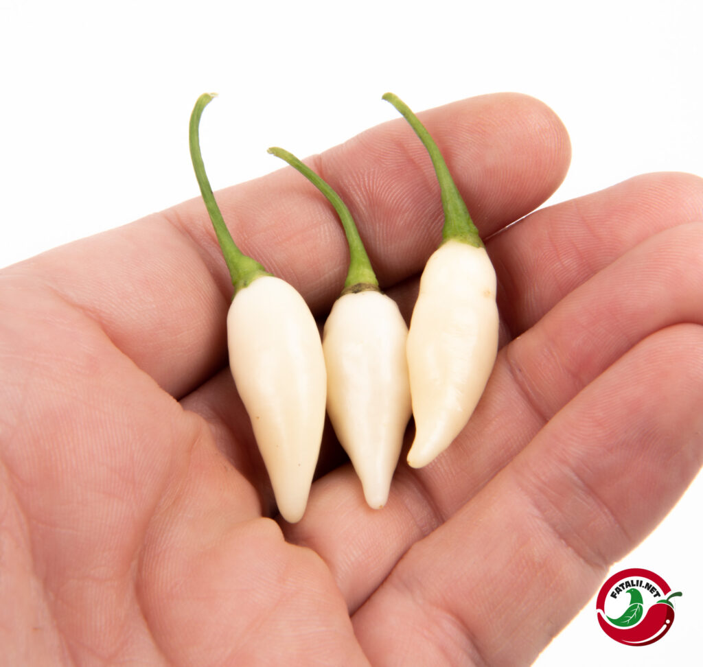 Stalagtite White – Fatalii Seeds