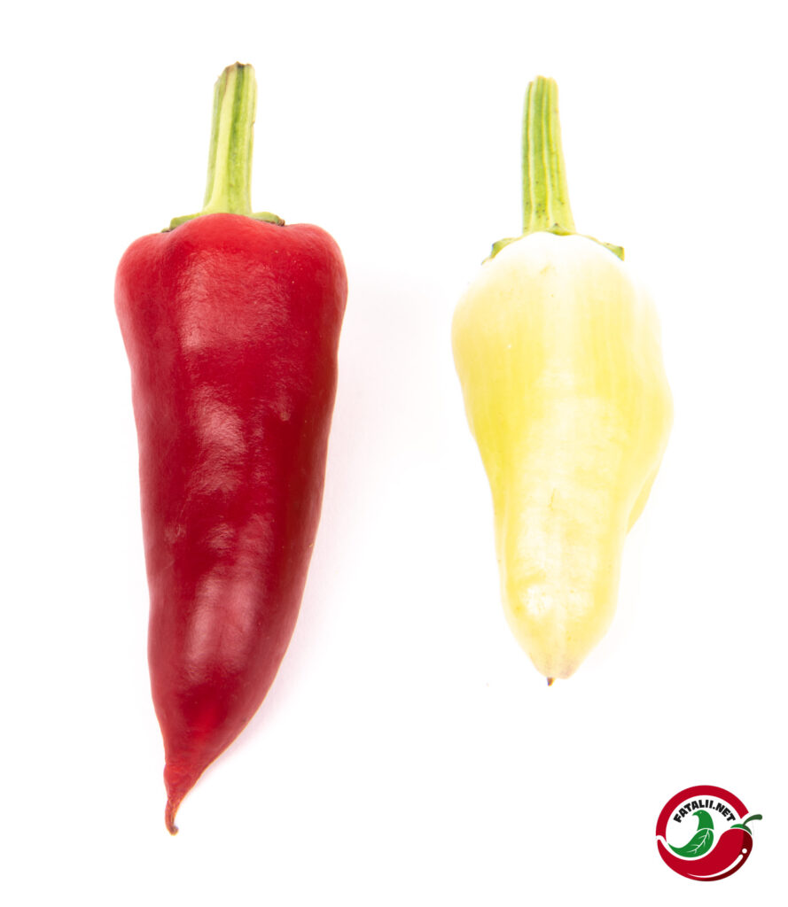 Sweet Pickle – Fatalii Seeds