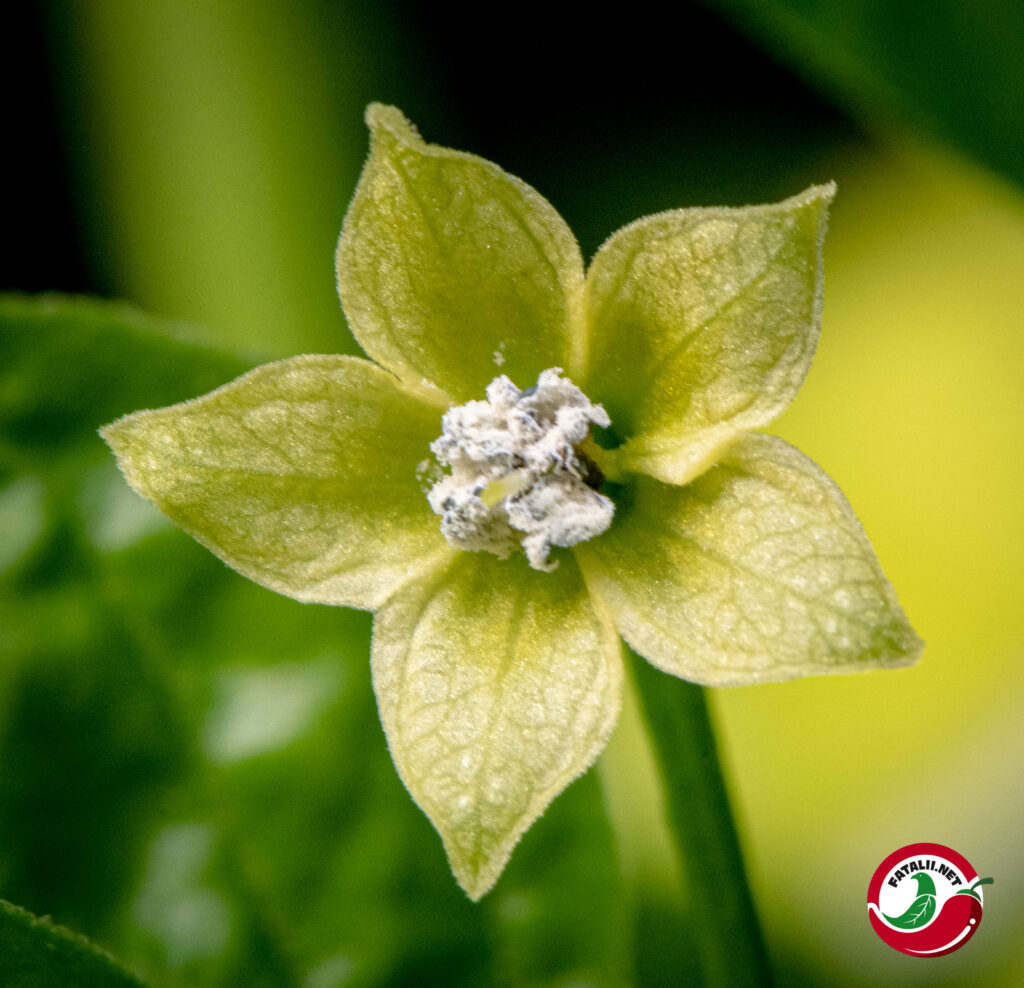 Aji Guaguao – Fatalii Seeds