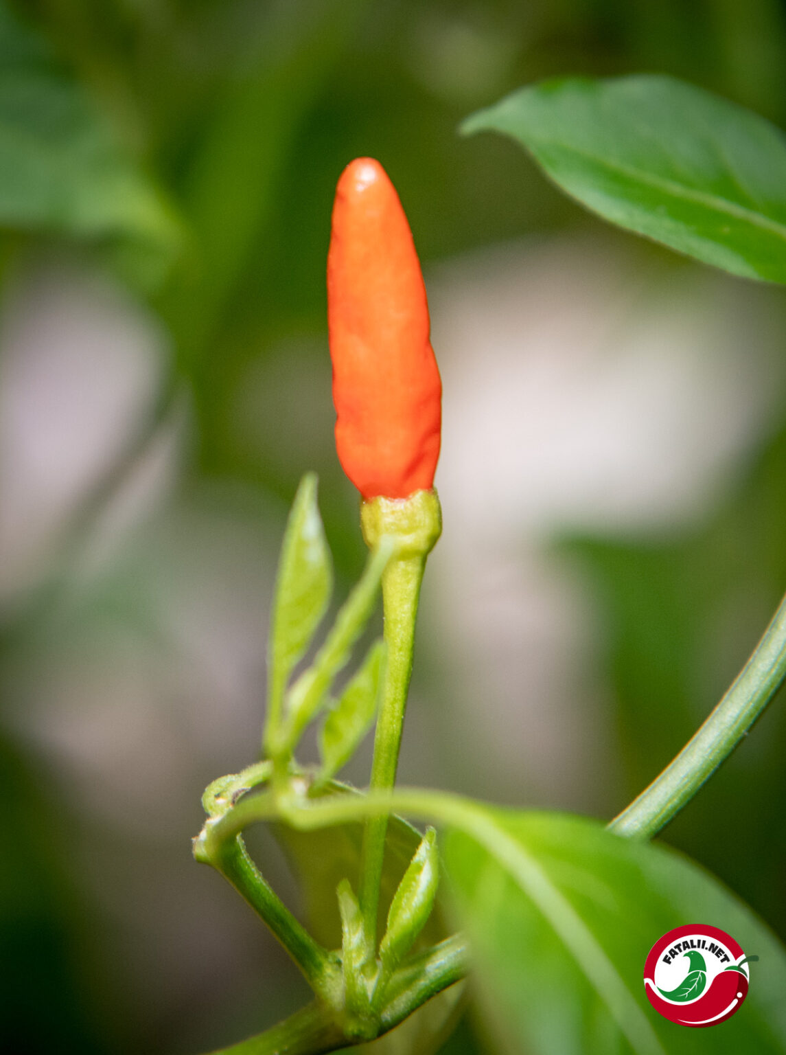 Aji Guaguao – Fatalii Seeds