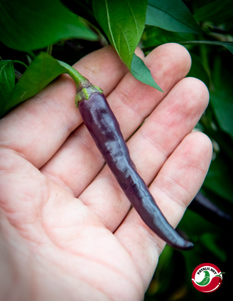 Black Fangs – Fatalii Seeds