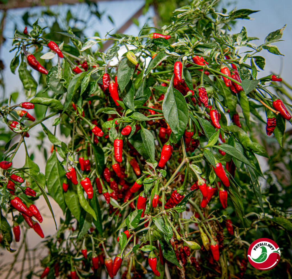 Calico – Fatalii Seeds