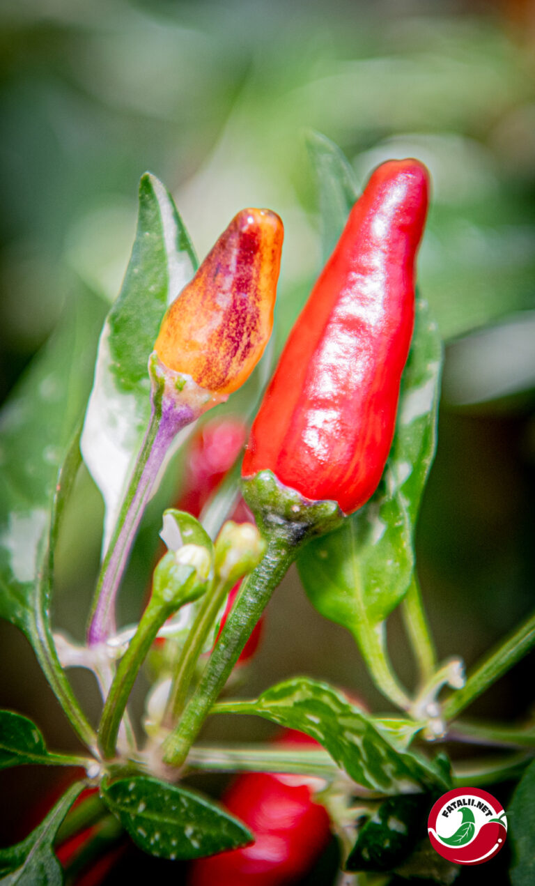 Calico – Fatalii Seeds