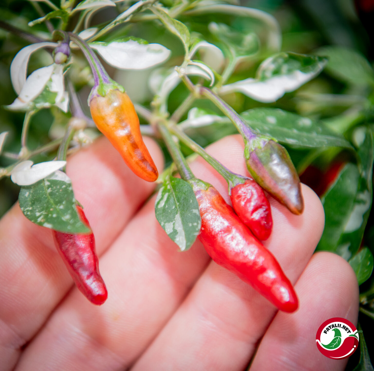 Calico – Fatalii Seeds