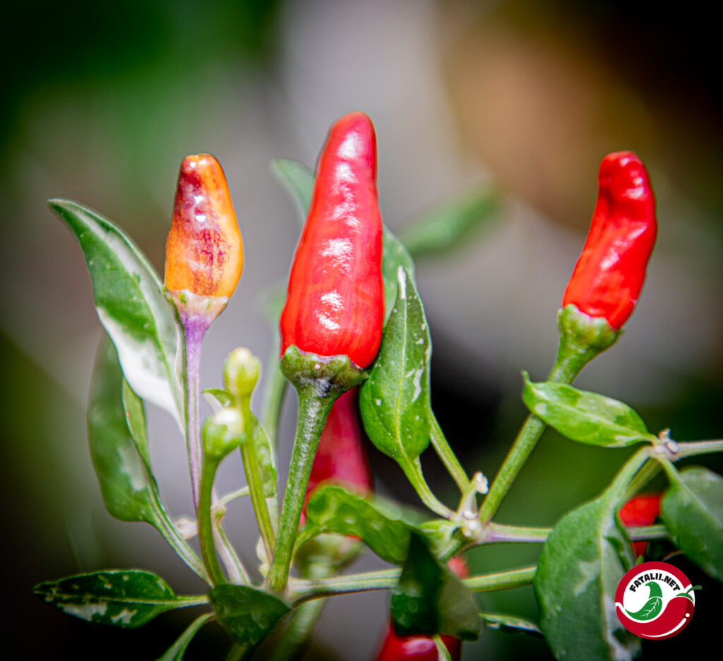 Calico – Fatalii Seeds