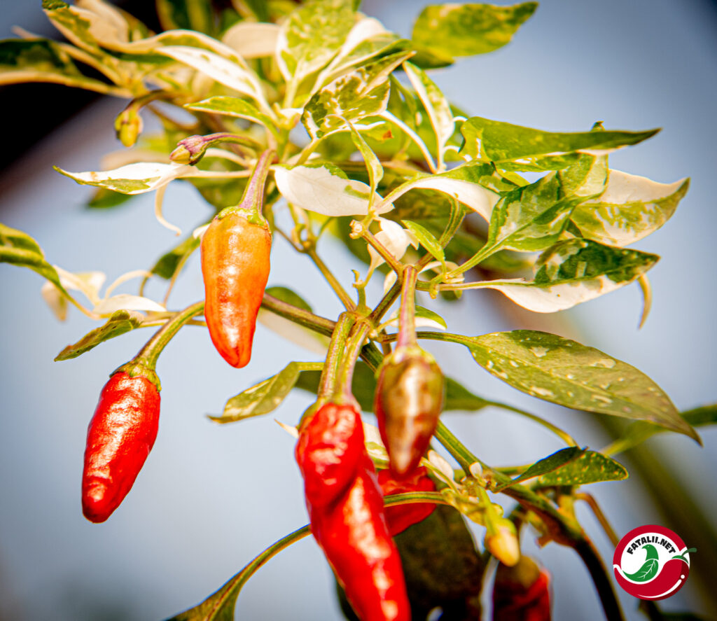 Calico – Fatalii Seeds