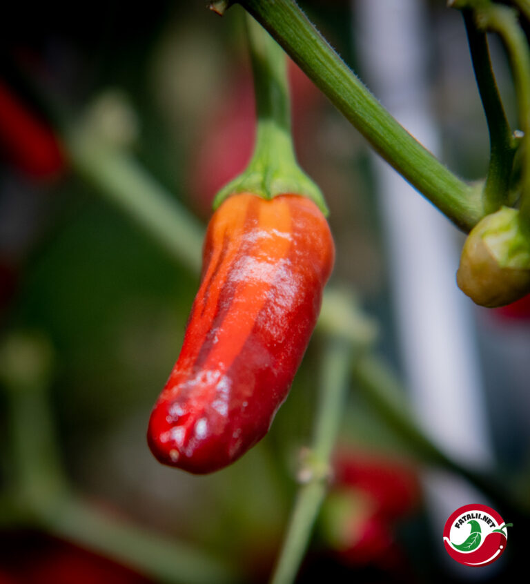 Calico – Fatalii Seeds