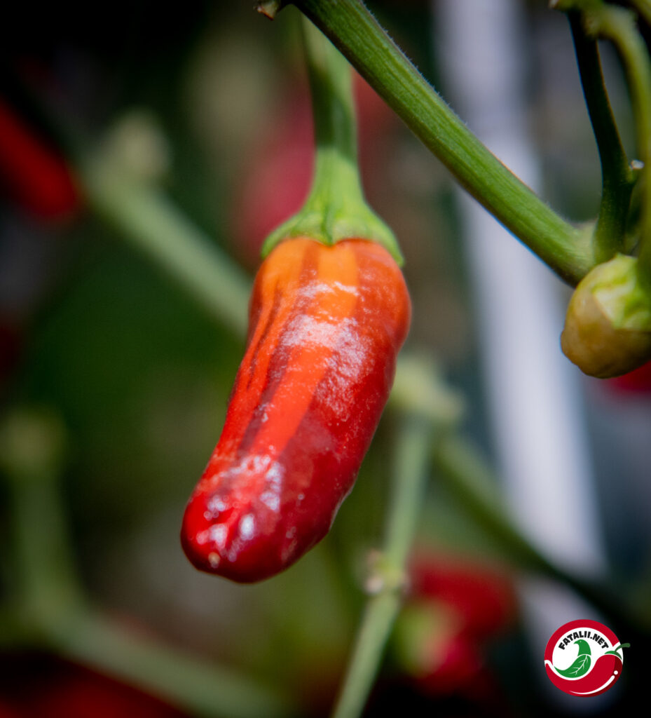 Calico – Fatalii Seeds