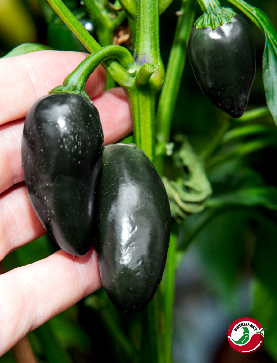 Jalapeno, Mariachi – Fatalii Seeds