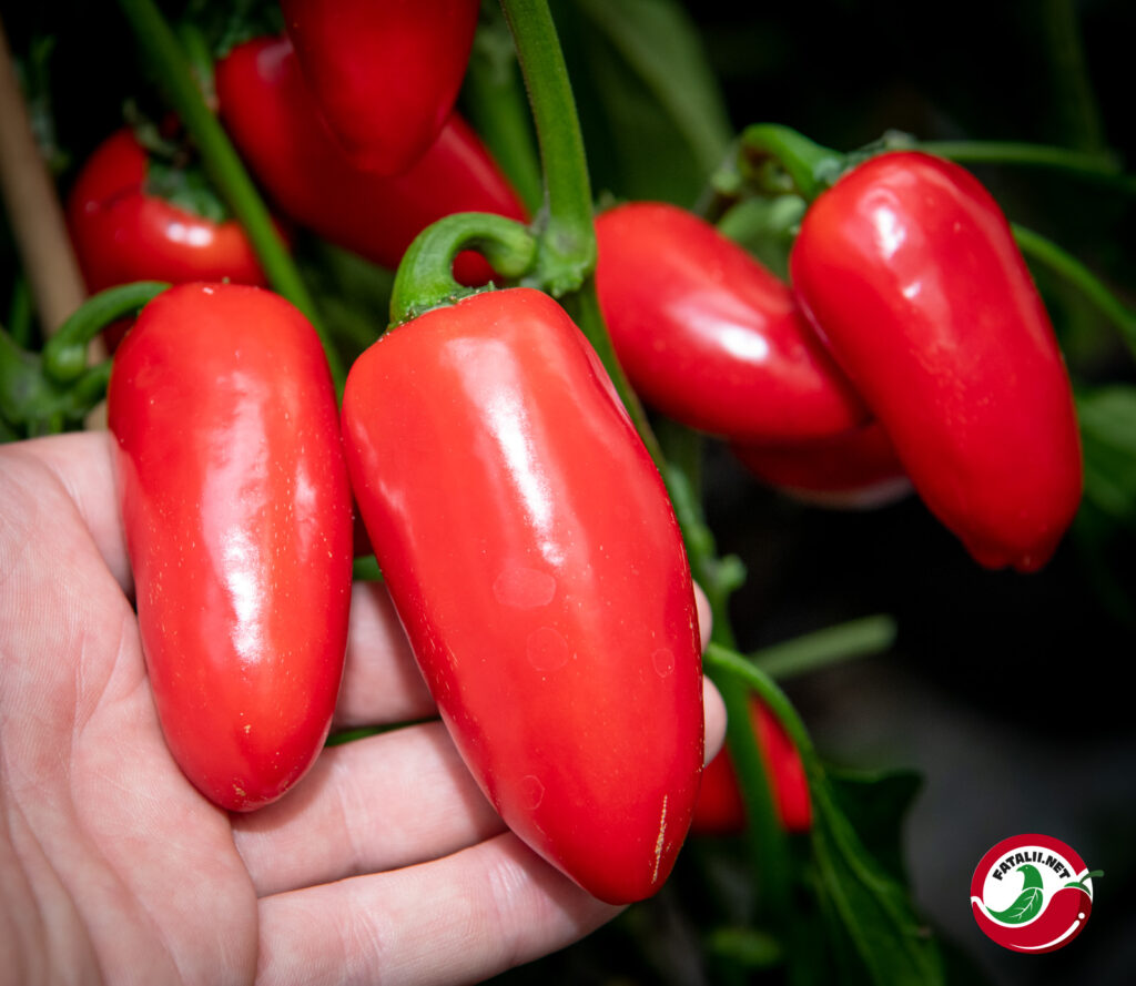 Jalapeno, Black Magic – Fatalii Seeds