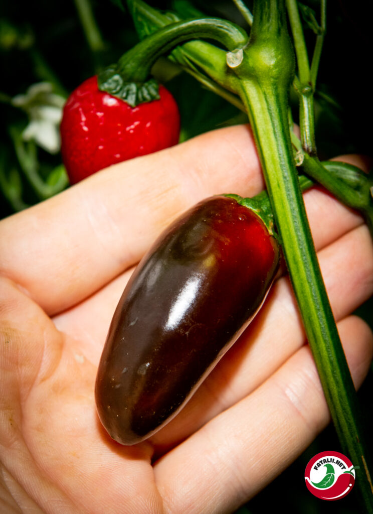 Jalapeno, Black Magic – Fatalii Seeds