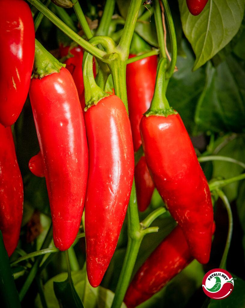 Jalapeno, Felicity – Fatalii Seeds
