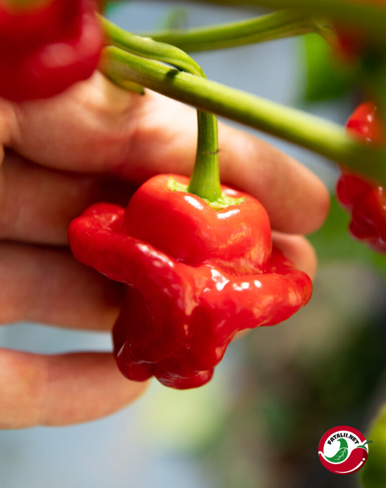 Demon Red – Fatalii Seeds