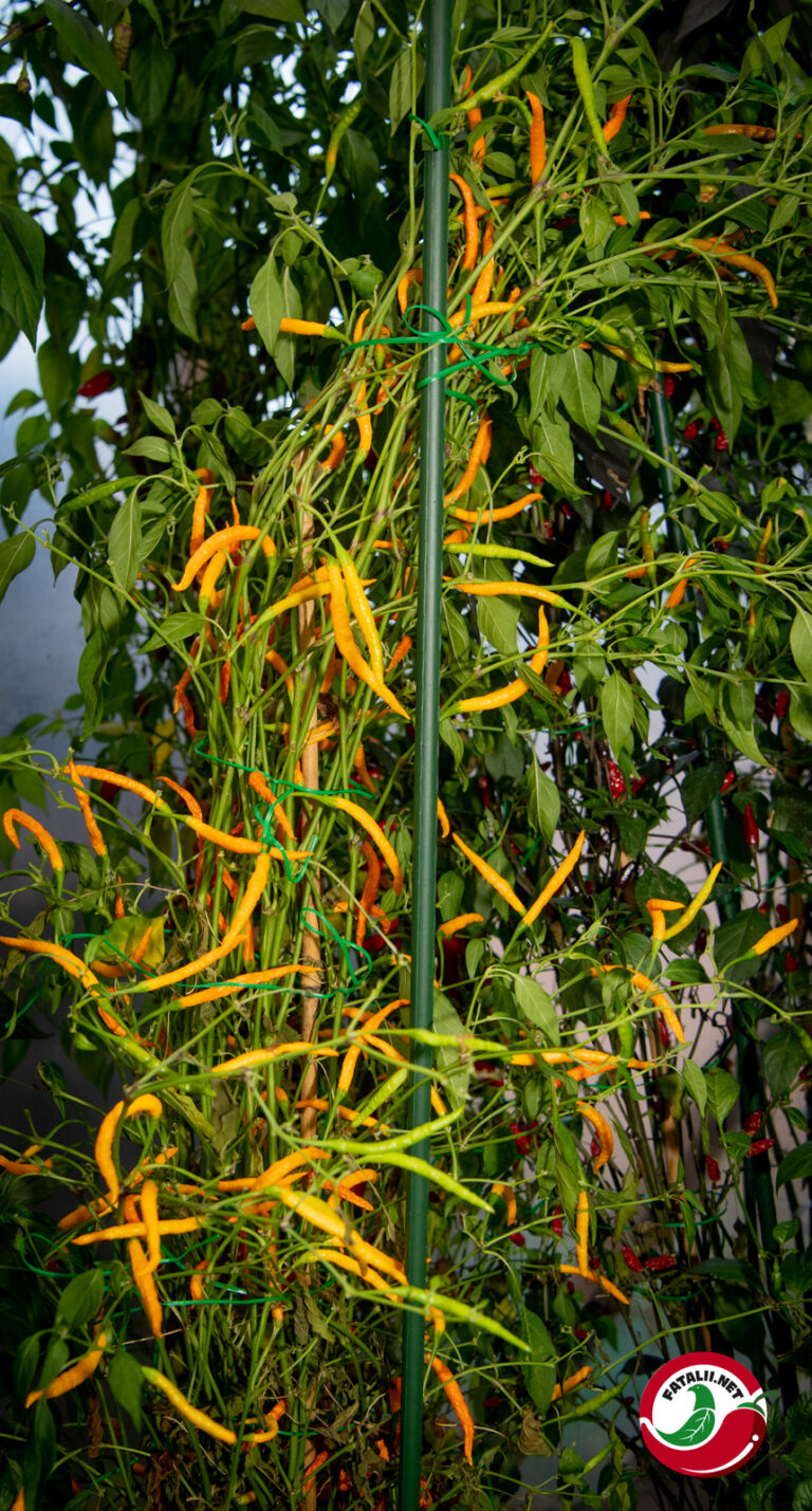 Aji Fantasy, Orange – Fatalii Seeds