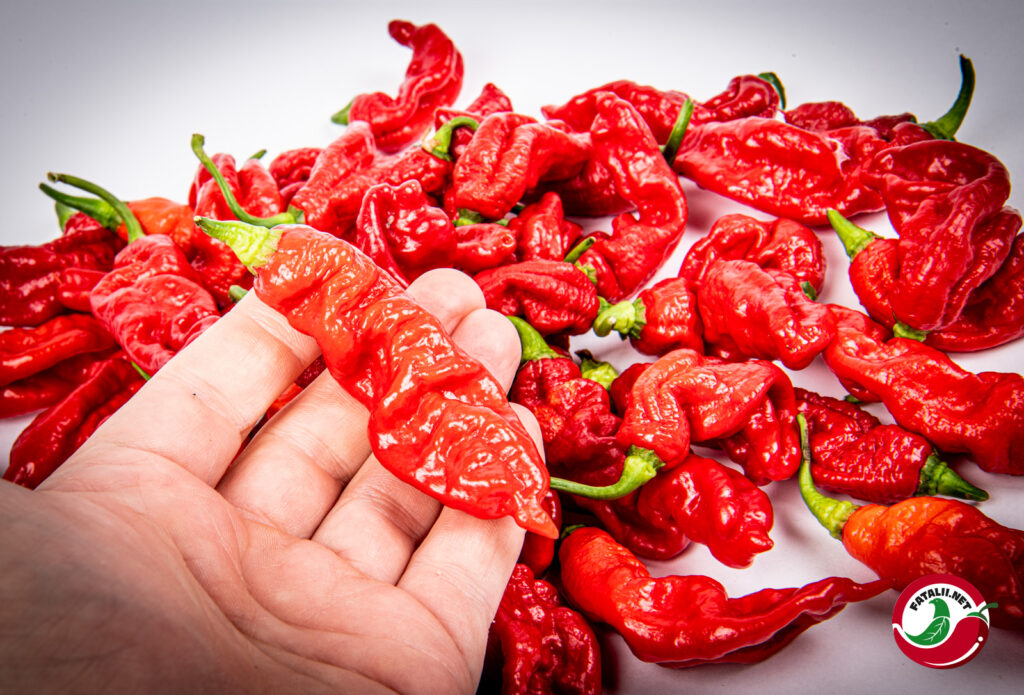 Trinidad Hornet – Fatalii Seeds