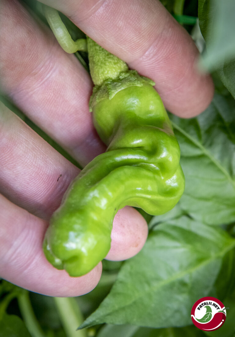 Peter Pepper, Yellow – Fatalii Seeds