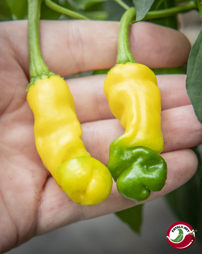 Peter Pepper, Yellow – Fatalii Seeds