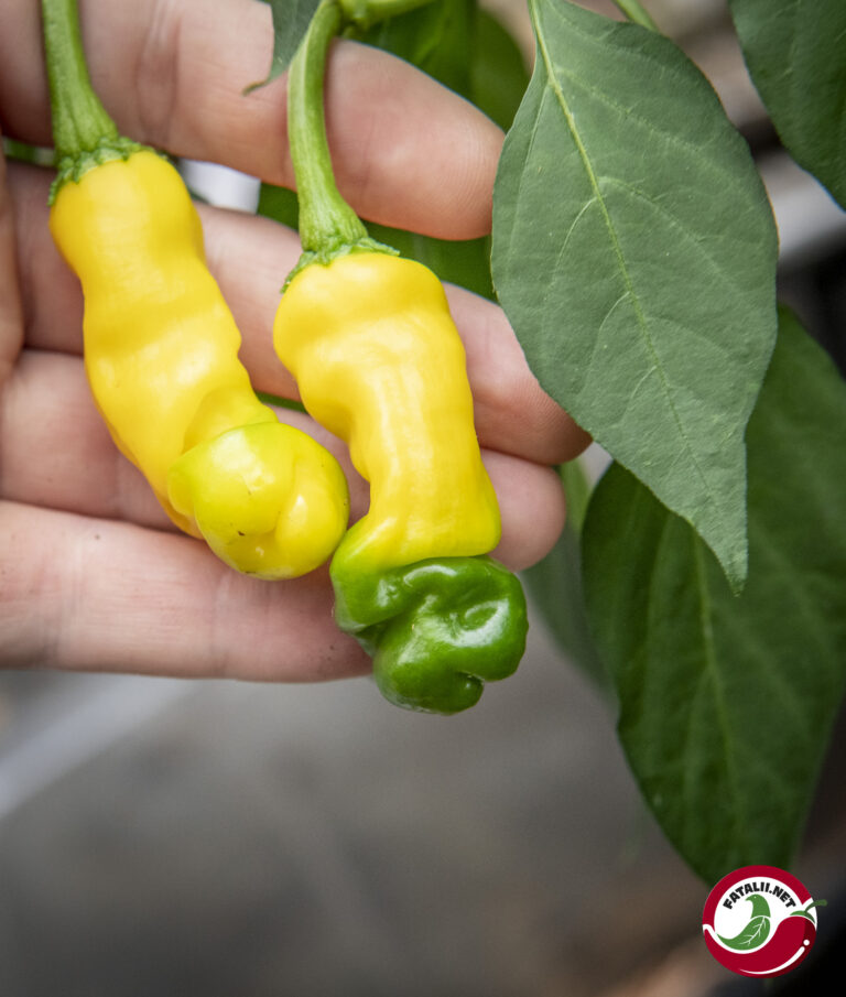 Peter Pepper, Yellow – Fatalii Seeds